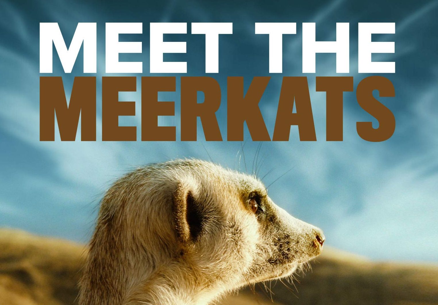 Meet the Meerkats Season 2 Premiere Date On Discovery Plus – Releases TV