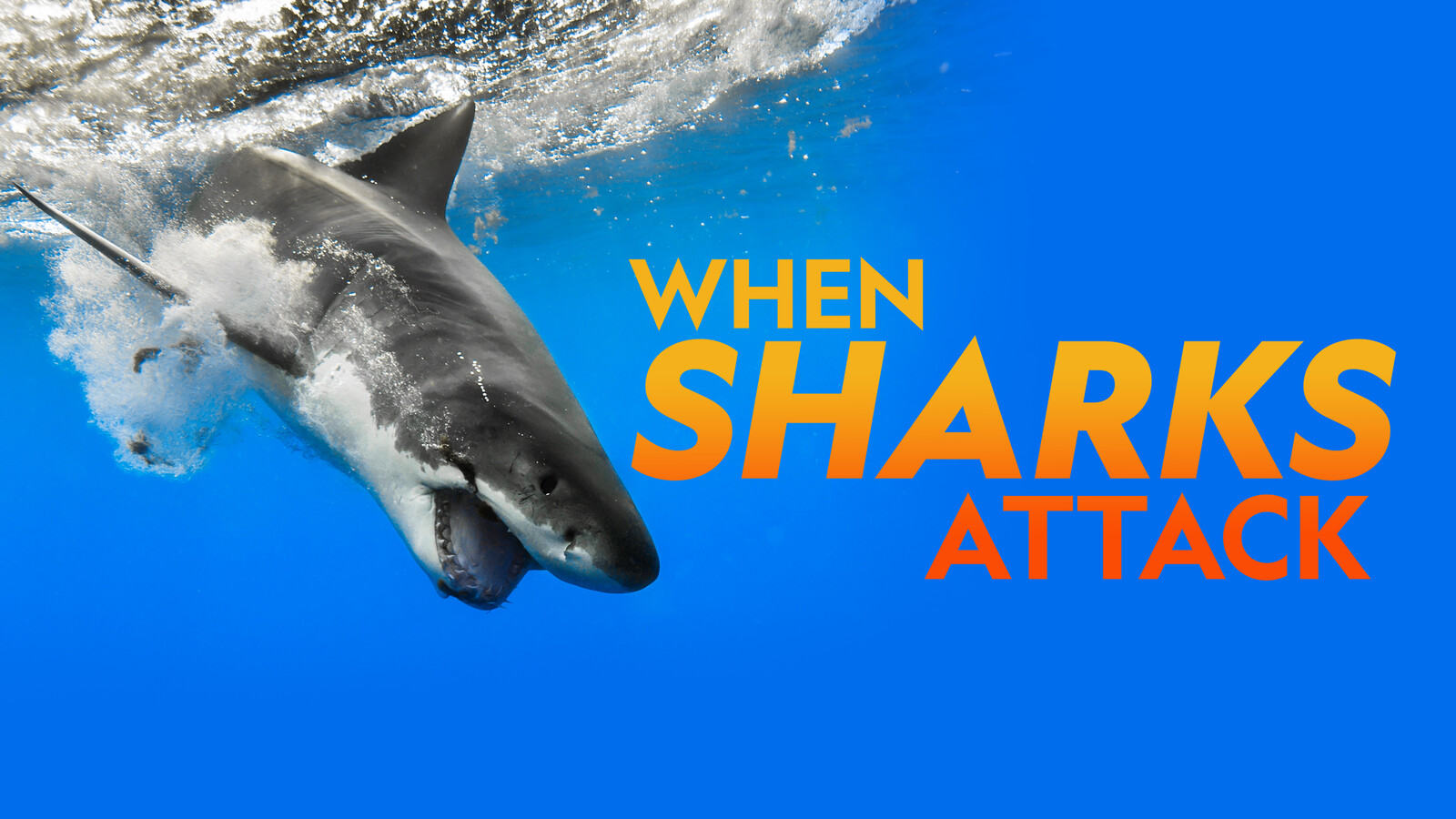 When Sharks Attack Season 8 Release Date On Nat Geo 2022? – Releases TV