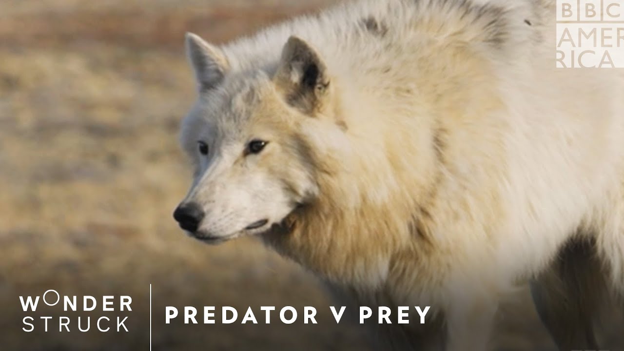 Predator v Prey Release Date For BBC America Series – Releases TV